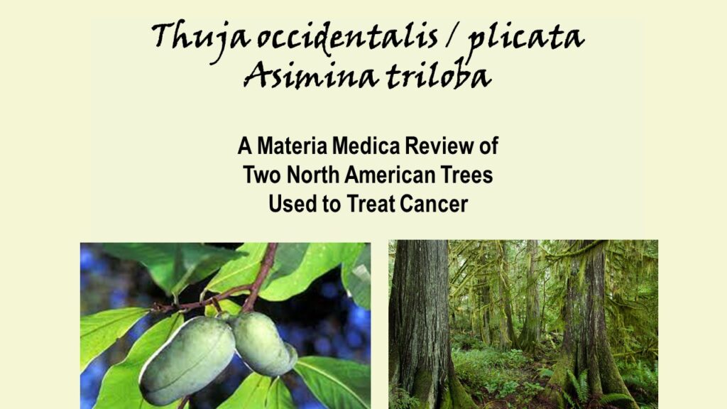 Two North America Trees Used to Treat Cancer - IHS Learning Center